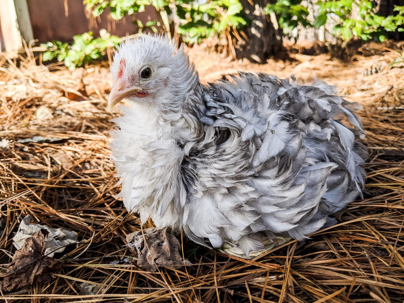 Best Chickens for Kids - Backyard Poultry